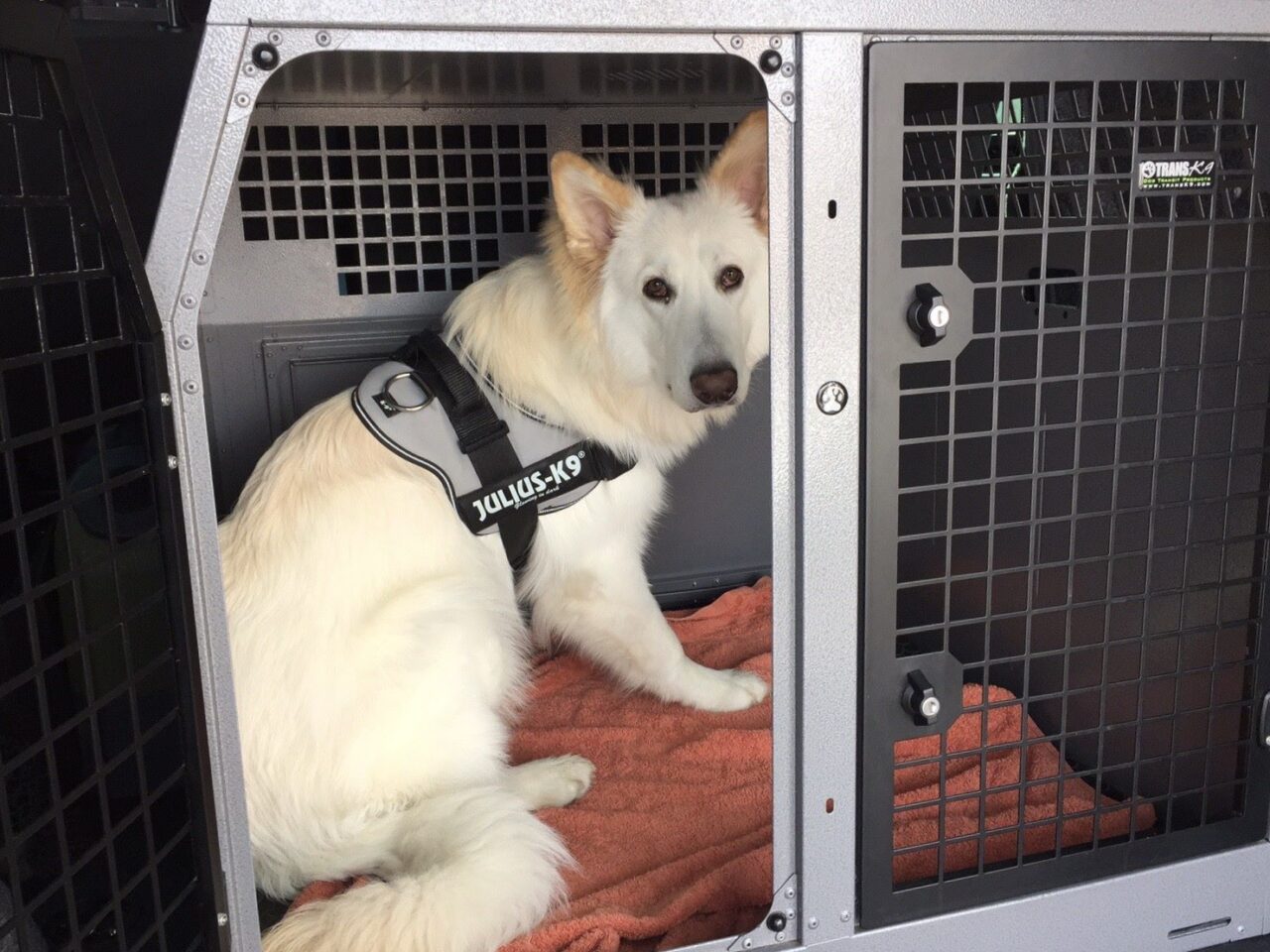 K9/C10 Double Dog Cage for ID.Buzz | TransK9