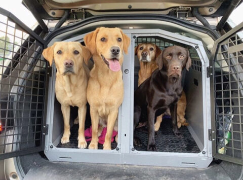 K9/C34 Double Dog Cage for RAV4 | TransK9